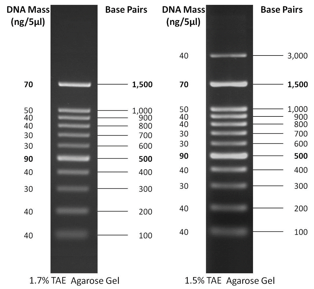 100 Bp DNA Ladder ZellBio GmbH 100 Bp DNA Ladder ZellBio GmbH